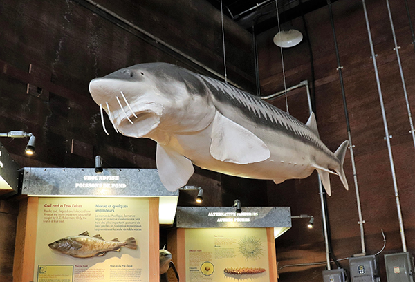 Fin-tastic Finds: The Magnificent Sturgeon - Gulf of Georgia