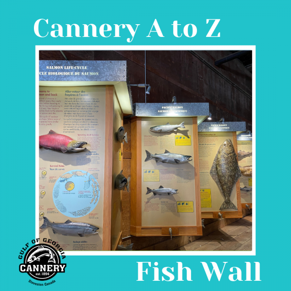 Cannery A to Z: F is for Fish Wall - Gulf of Georgia